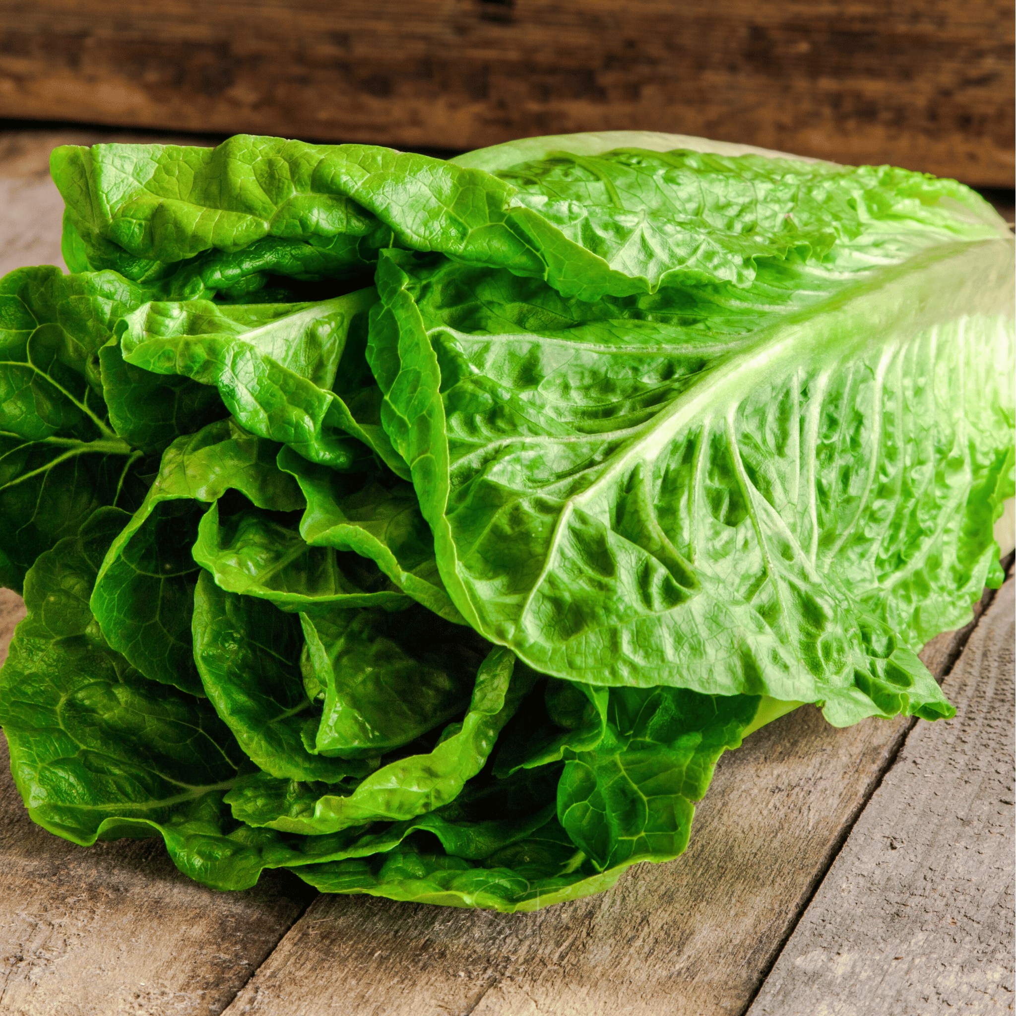 Parris Island Cos Lettuce – 500 Seeds – Black Hills Health Retreat