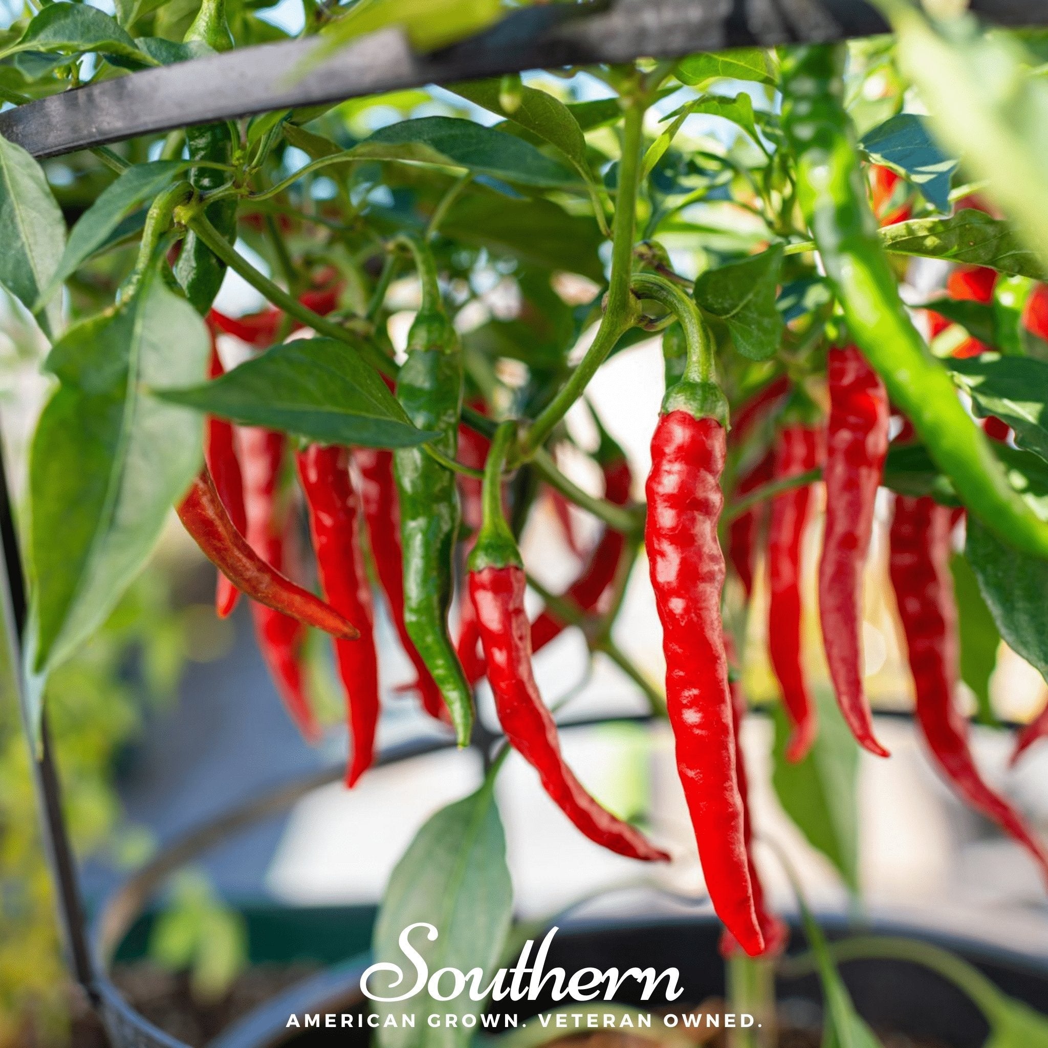 Cayenne Long Slim Pepper – 30 Seeds – Black Hills Health Retreat