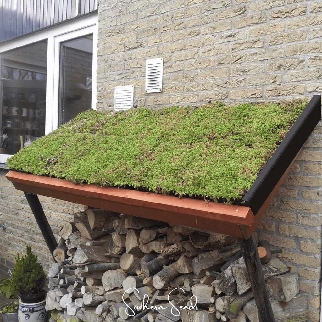 Sedum Roof Mix – 500 Seeds – Black Hills Health Retreat